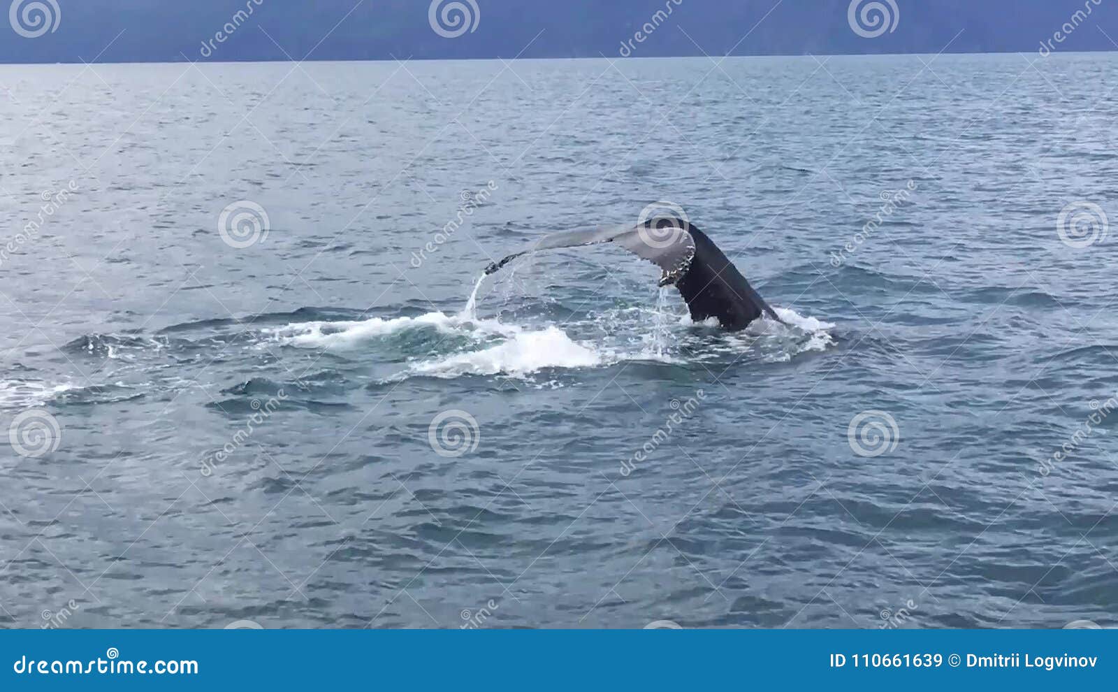 Whale Lifting Its Tail and Slapping it Down on Surface and Dives into ...
