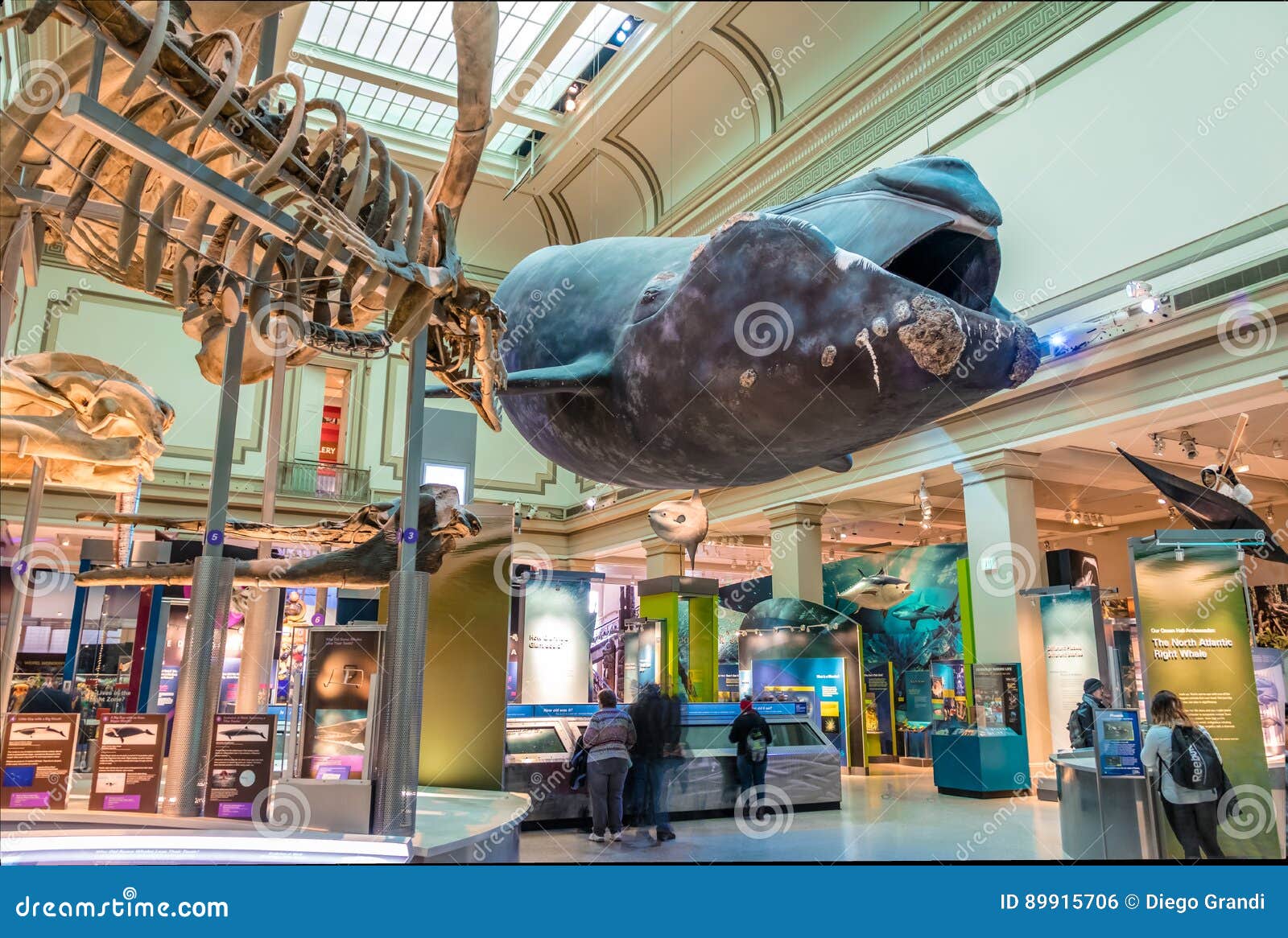Whale Model at Ocean Hall of the National Natural History Museum of the ... Whale Model at Ocean Hall of the National Natural History Museum of the ...