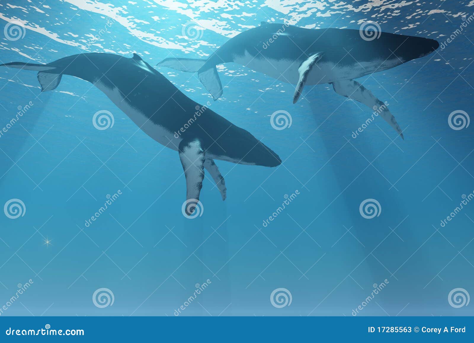 Whale Pair stock image. Image of calf, ocean, life, underwater - 17285563