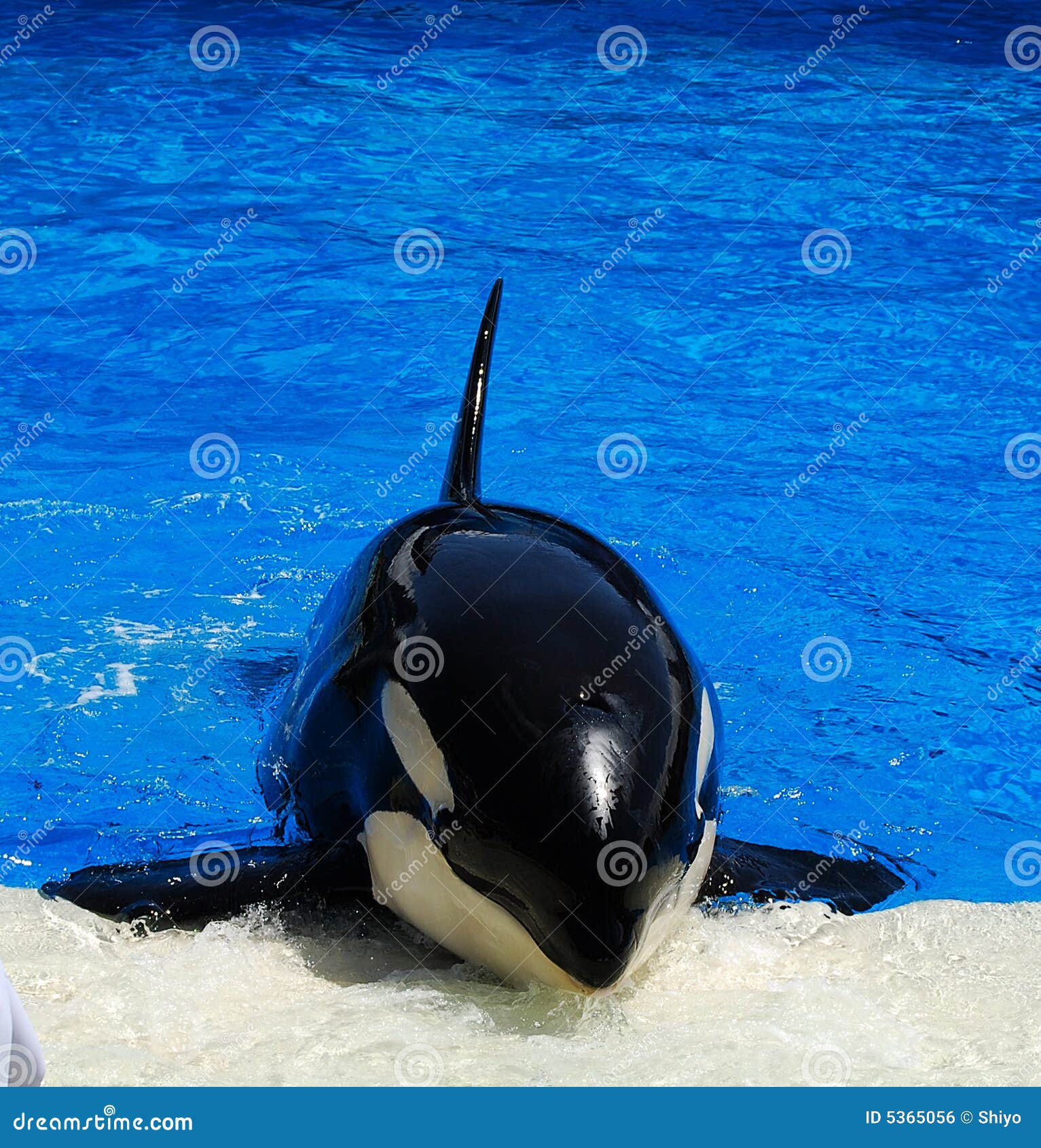 Whale in a pool stock photo. Image of swimming, whale - 5365056