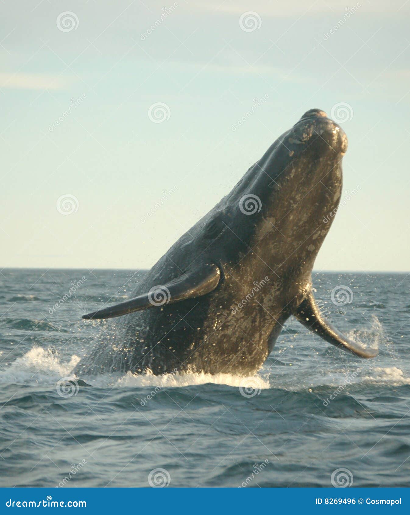 Whale Power stock photo. Image of species, valdes, biology - 8269496
