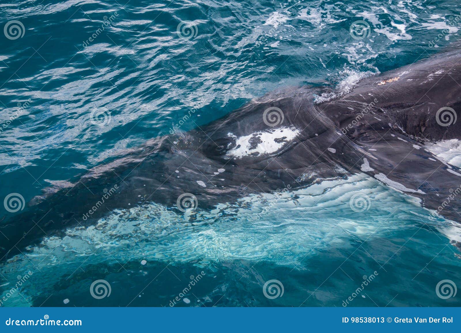A whale`s eye stock image. Image of large, water, island - 98538013