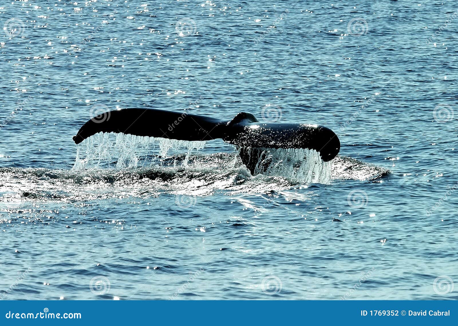 Median Notch Stock Photos - Free & Royalty-Free Stock Photos from ...