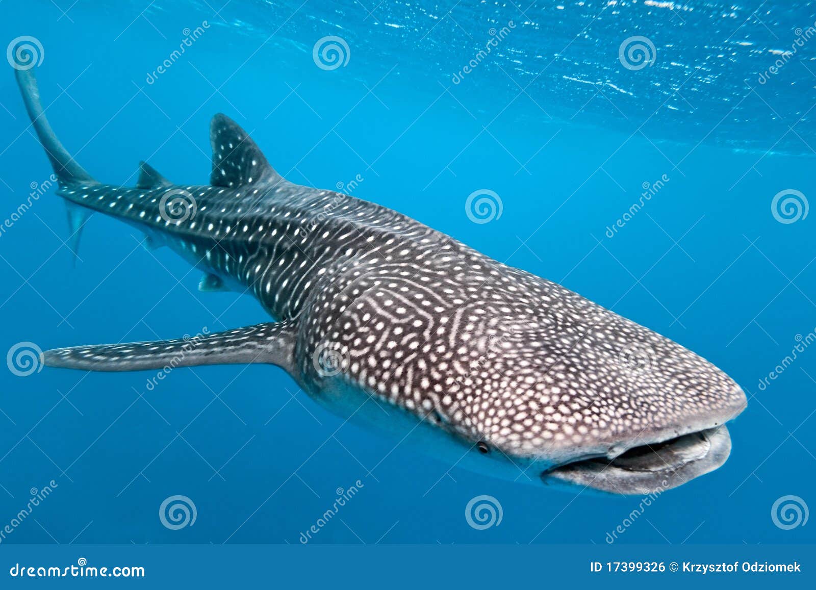 Whale shark stock photo. Image of ocean, water, fish - 17399326