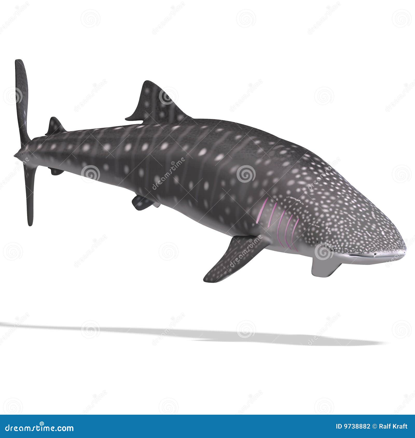 Whale Shark Over A Reef Cartoon Vector | CartoonDealer.com #116451837