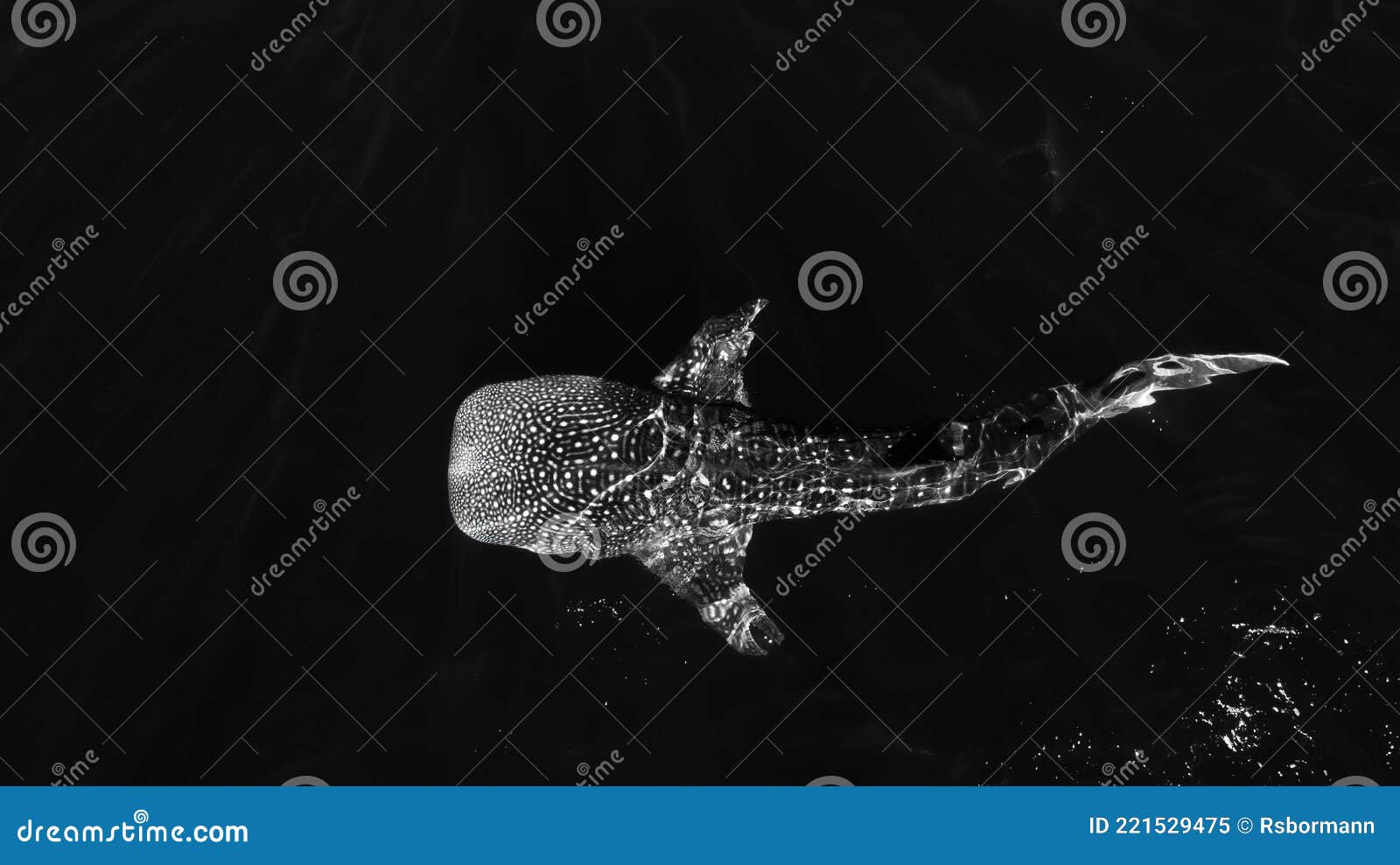 Whale shark from above stock image. Image of shark, scale - 221529475