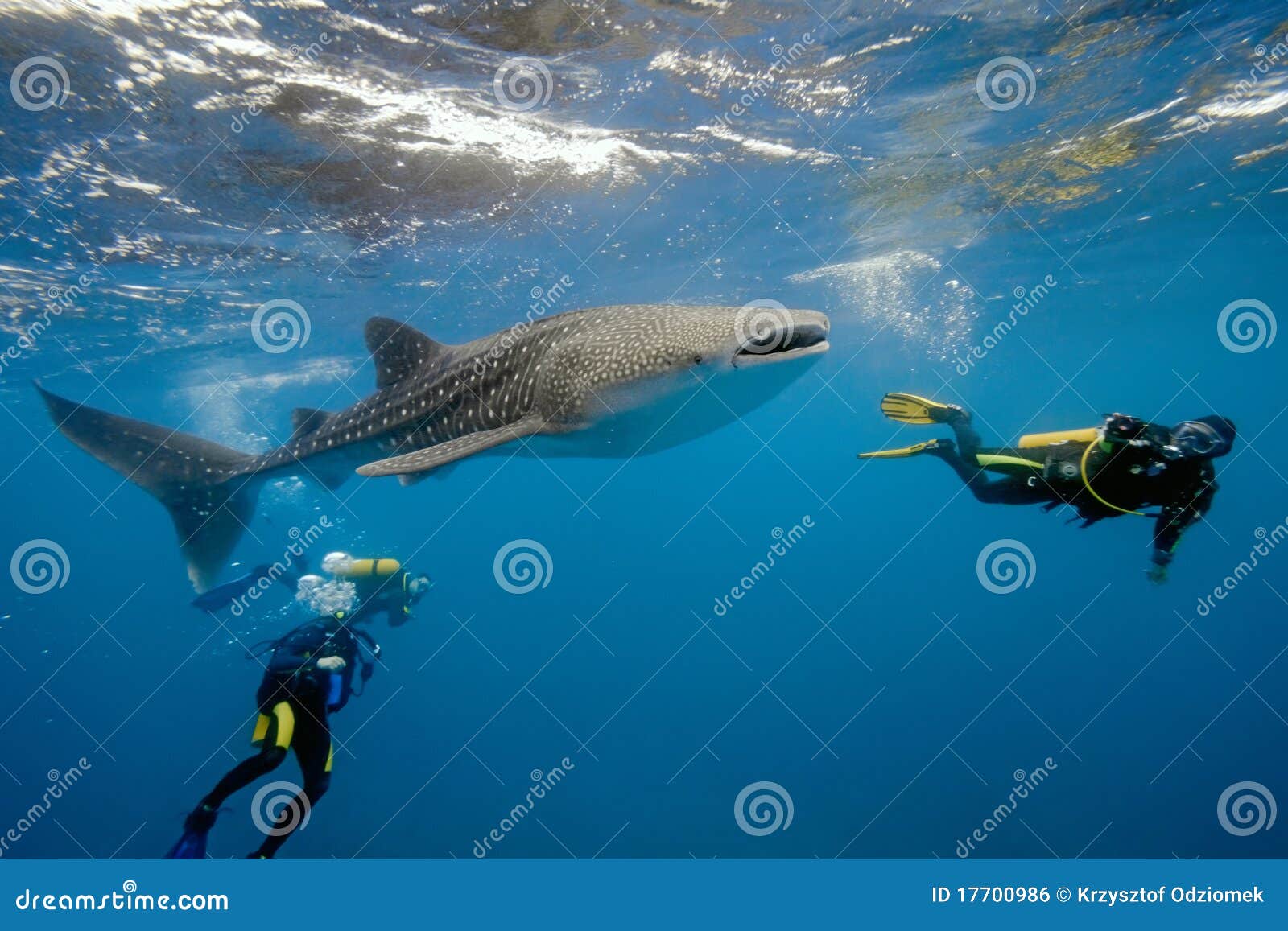 Whale Shark Diving Pintuyan, Southern Leyte, Philippines Royalty-Free ...