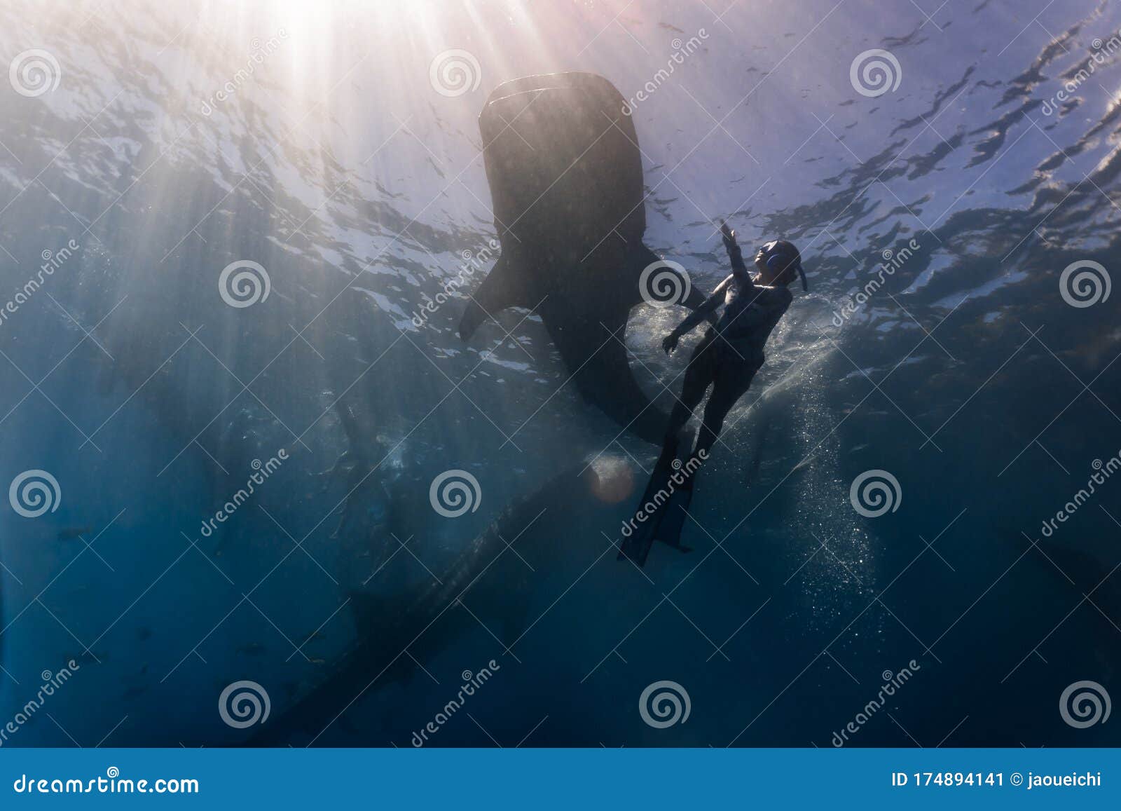 Whale shark diving oslob stock image. Image of protection - 174894141