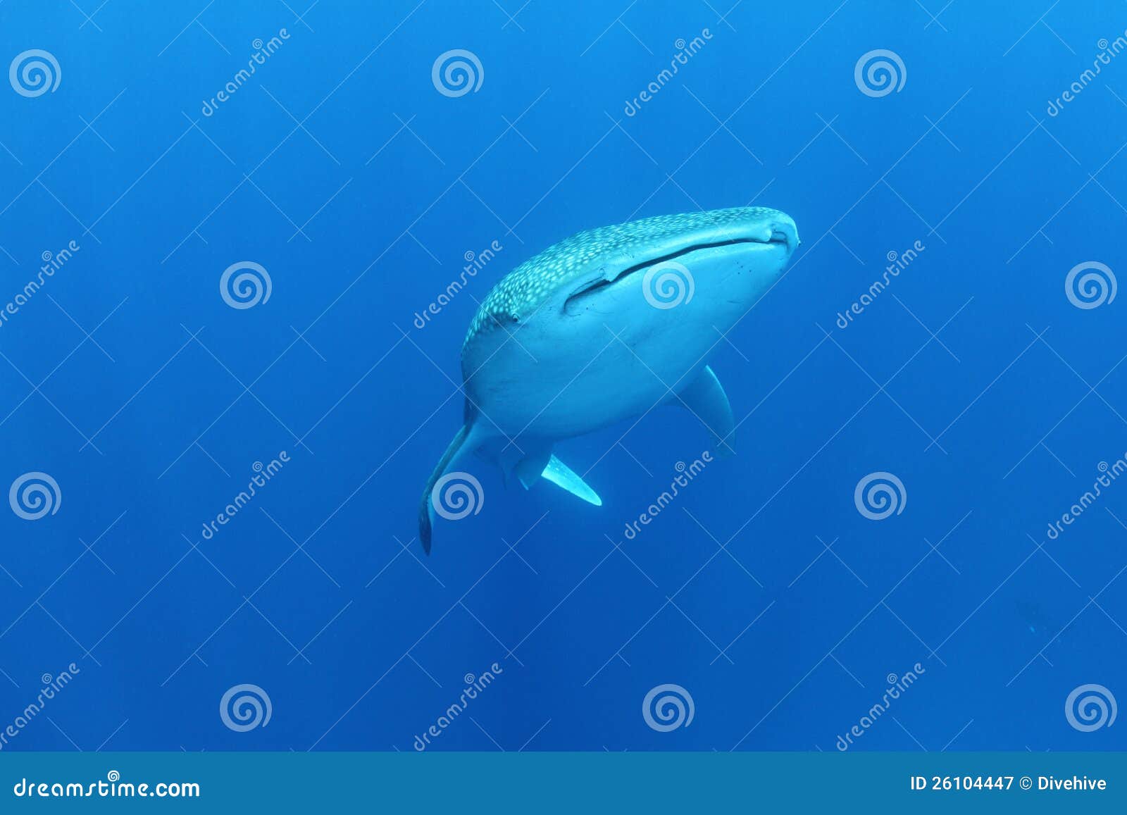 Whale Shark in the Red Sea stock image. Image of nature - 26104447