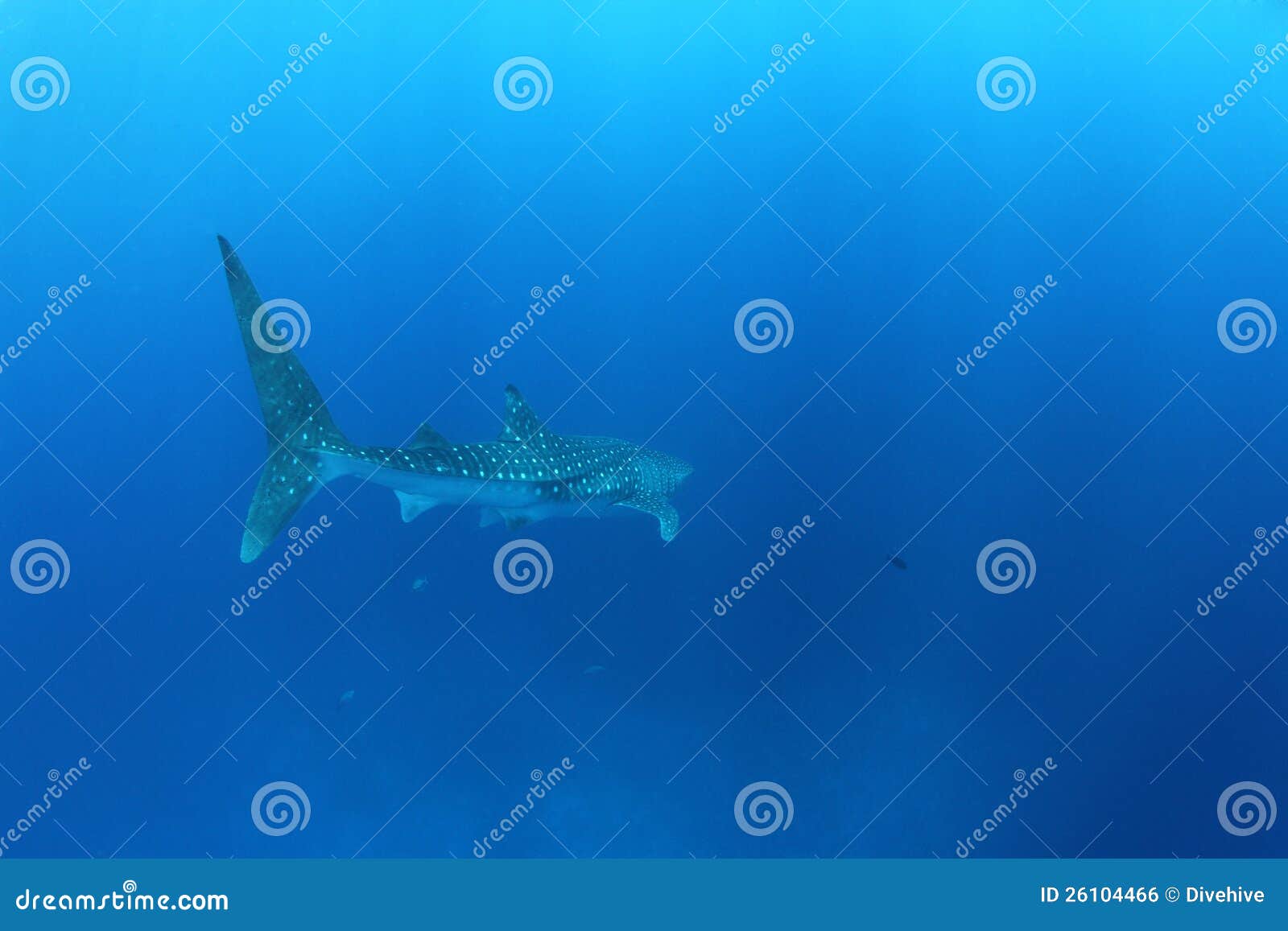 Whale Shark in the Red Sea stock photo. Image of large - 26104466