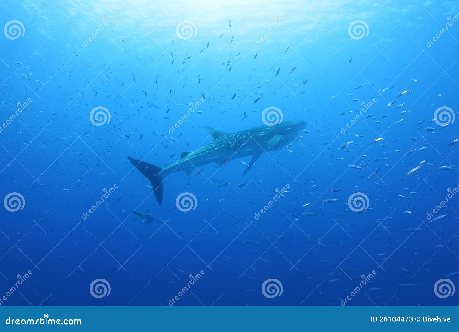 Whale Shark in the Red Sea stock image. Image of egypt - 26104473