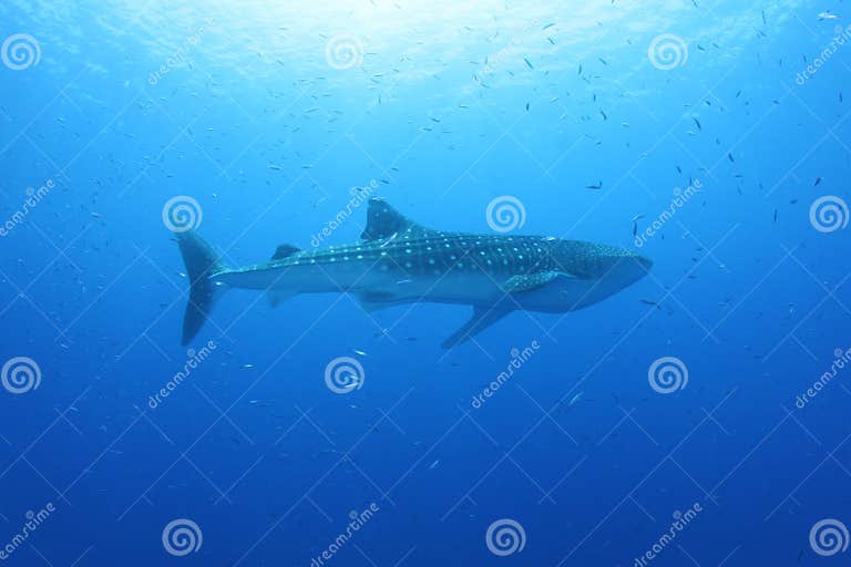 Whale Shark in the Red Sea stock image. Image of swimming - 26104477