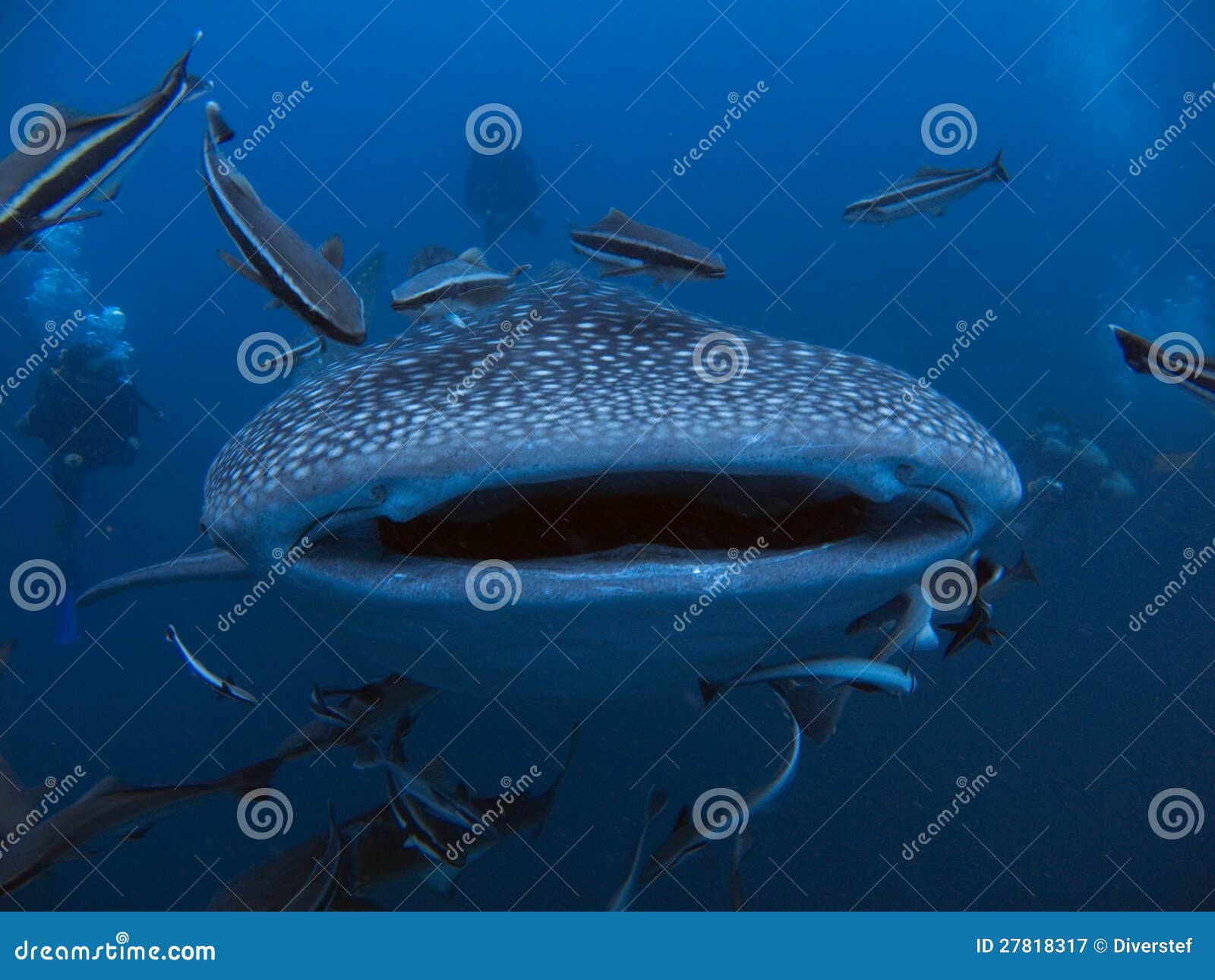 Whale Shark - Rhincodon Typus Stock Image - Image of life, molluscs ...