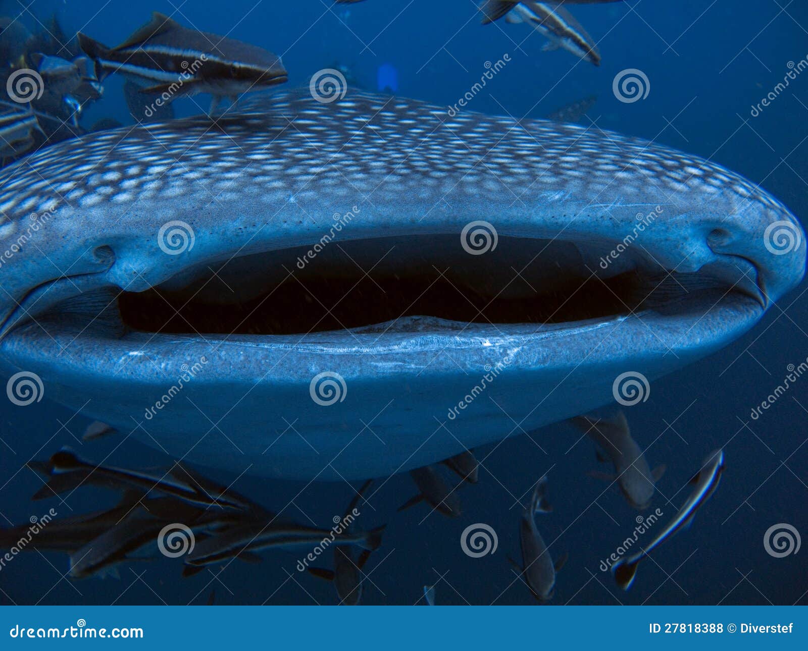 Whale Shark - Rhincodon Typus Stock Photo - Image of boat, anemone ...
