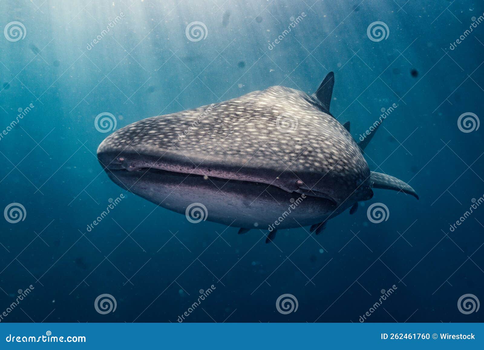 Whale Shark (Rhincodon Typus) in a Deep Ocean Stock Photo - Image of ...
