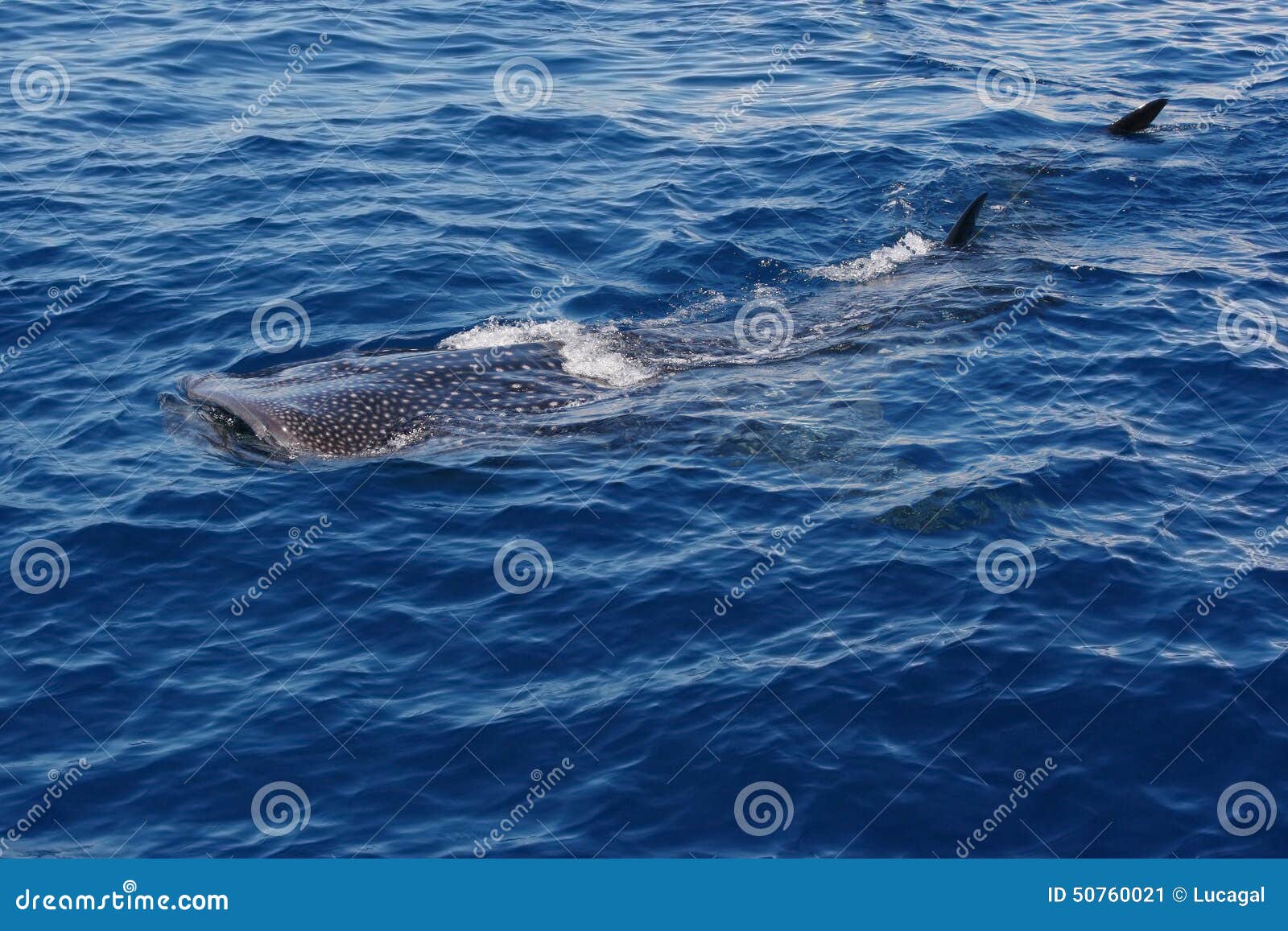 Whale Shark Rhincodon Typus Swims at Water Surface Stock Image - Image ...