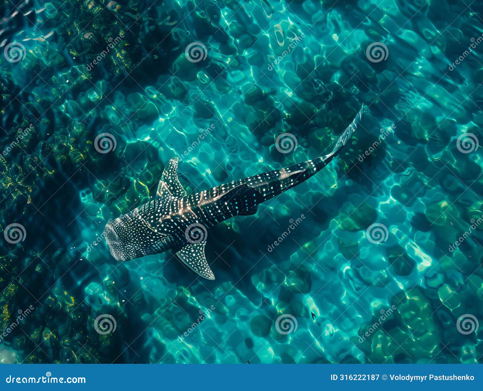 A Whale Shark Swimming in Clear Water Stock Image - Image of diving ...
