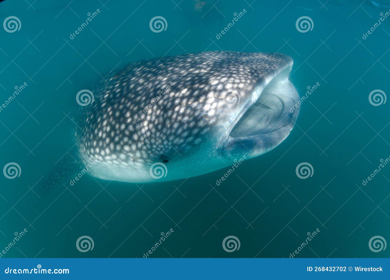 Whale Shark Swimming in Water Stock Photo - Image of saltwater ...