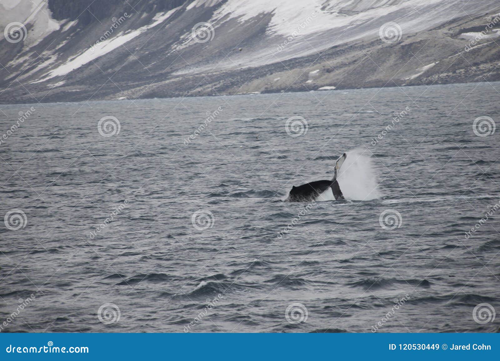 Whale Showing Its Tail while Diving into Arctic Waters Stock Image ...
