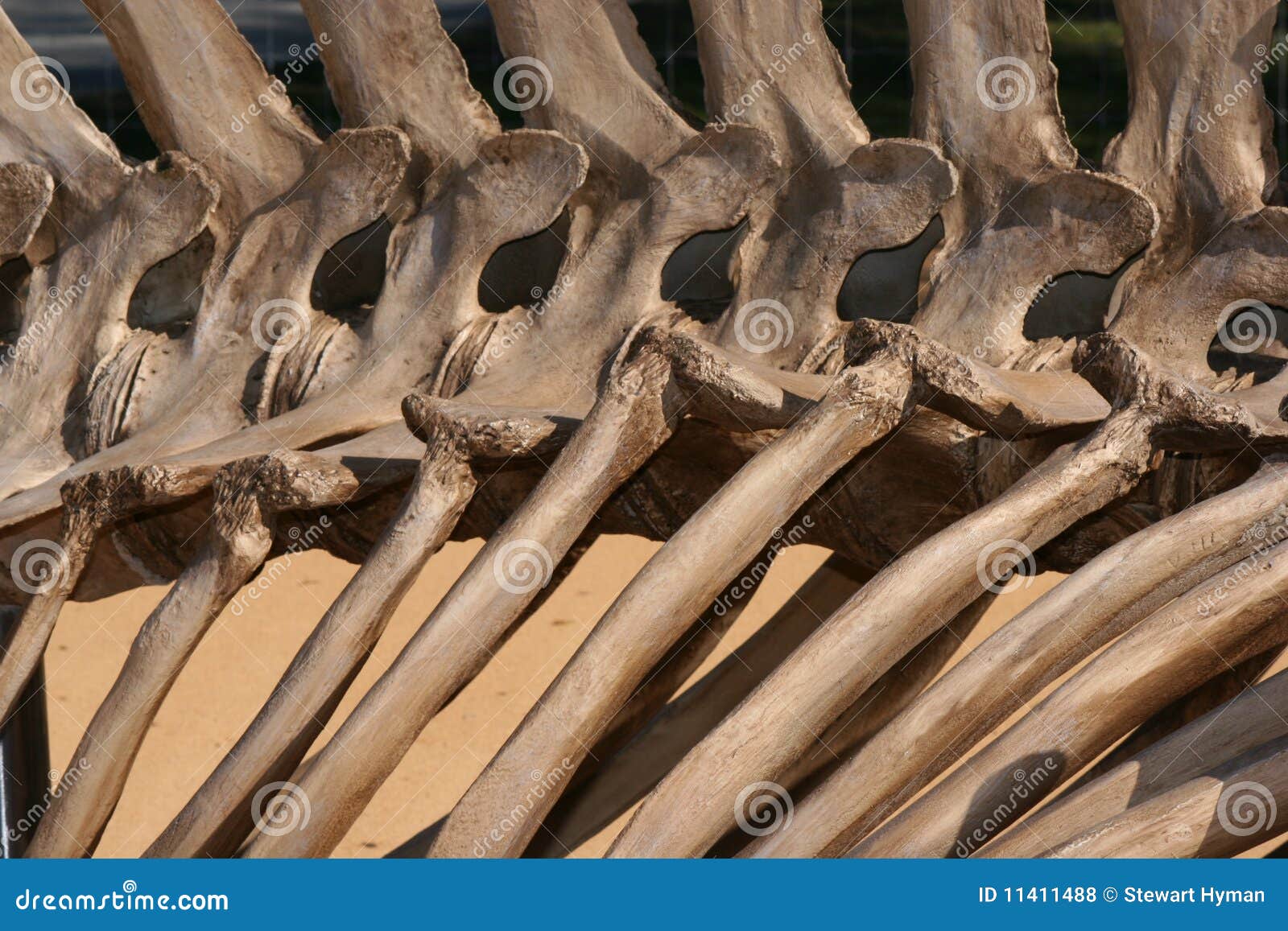 Whale Skeleton In Wadi El Hitan (Valley Of The Whales), Paleontological ...