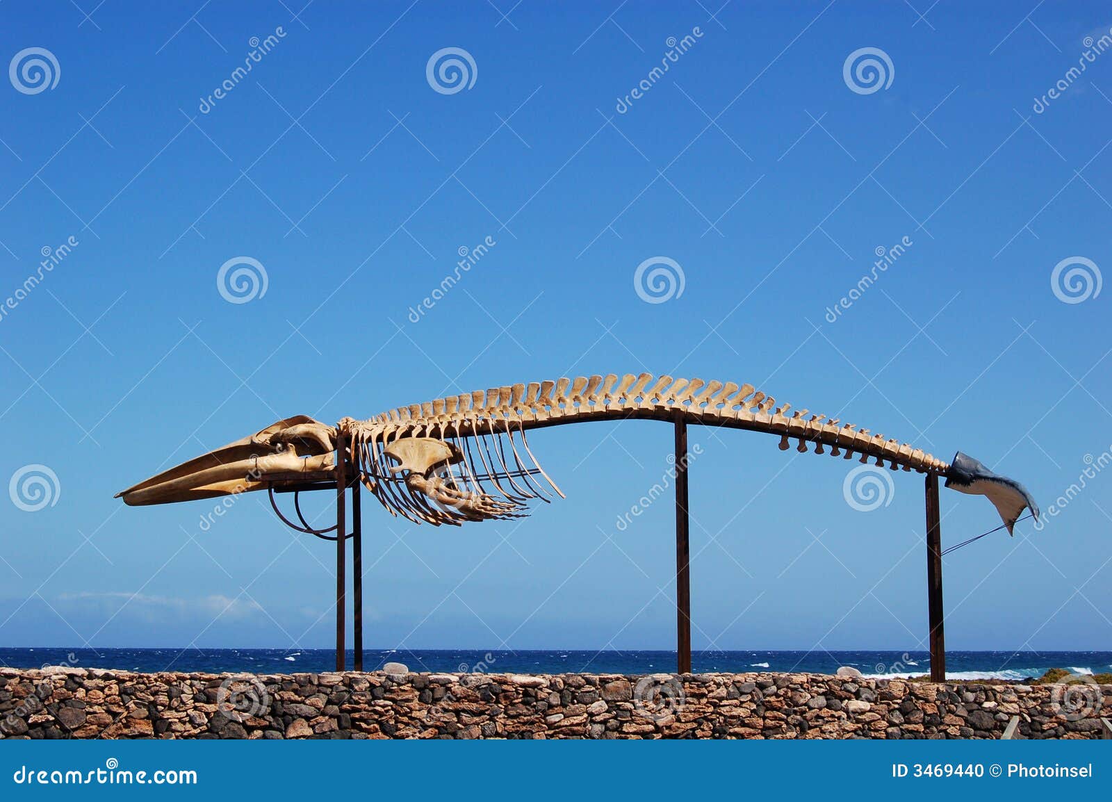 Whale Skeleton In Wadi El Hitan (Valley Of The Whales), Paleontological ...