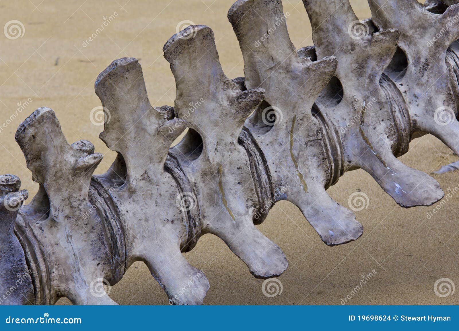 Whale Spine editorial stock image. Image of spine, chiropractor - 19698624