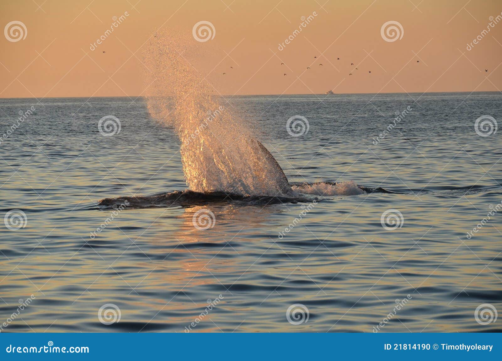 Whale Splash stock photo. Image of humpback, beautiful - 21814190