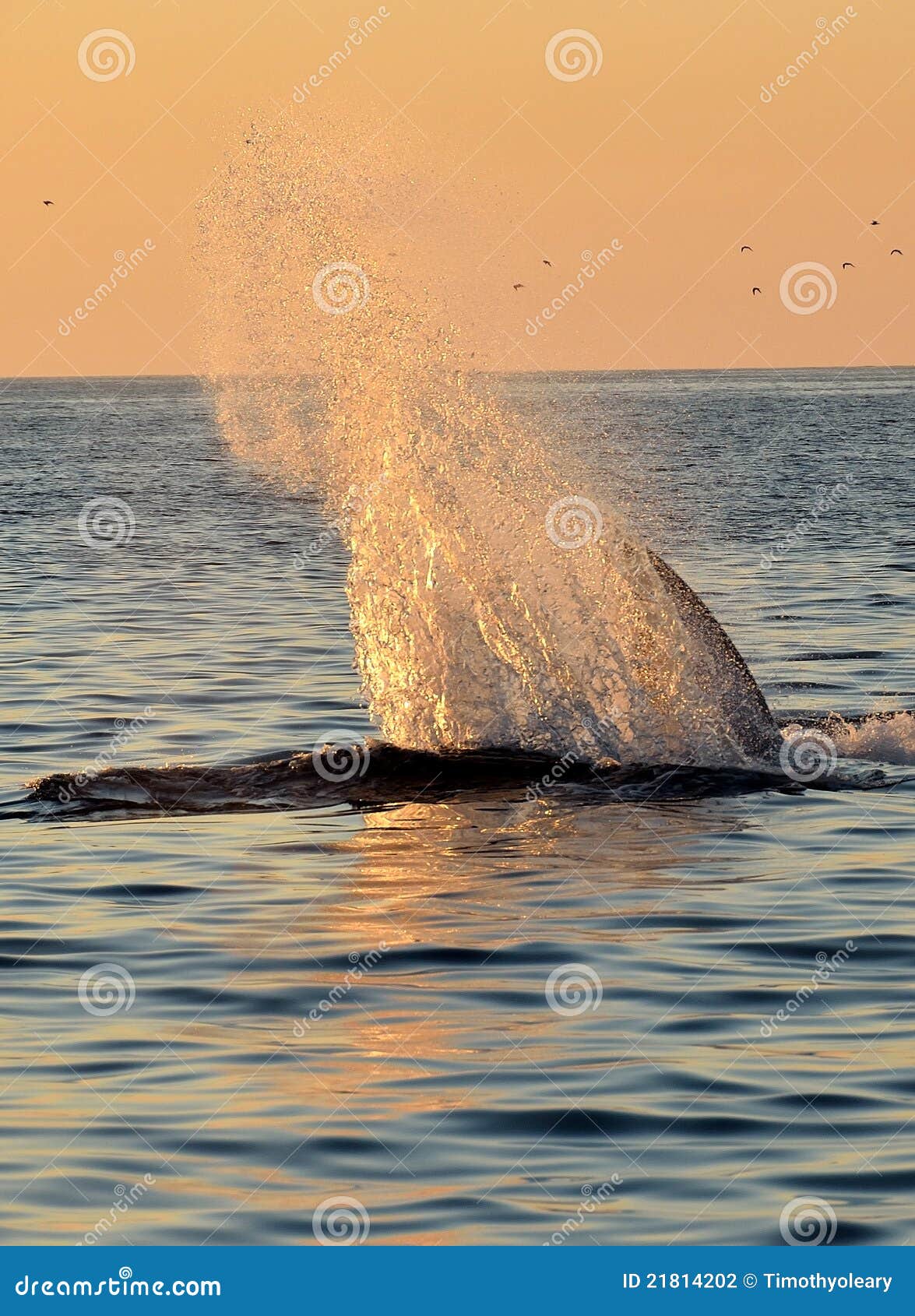 Whale Splash stock photo. Image of wild, nature, water - 21814202