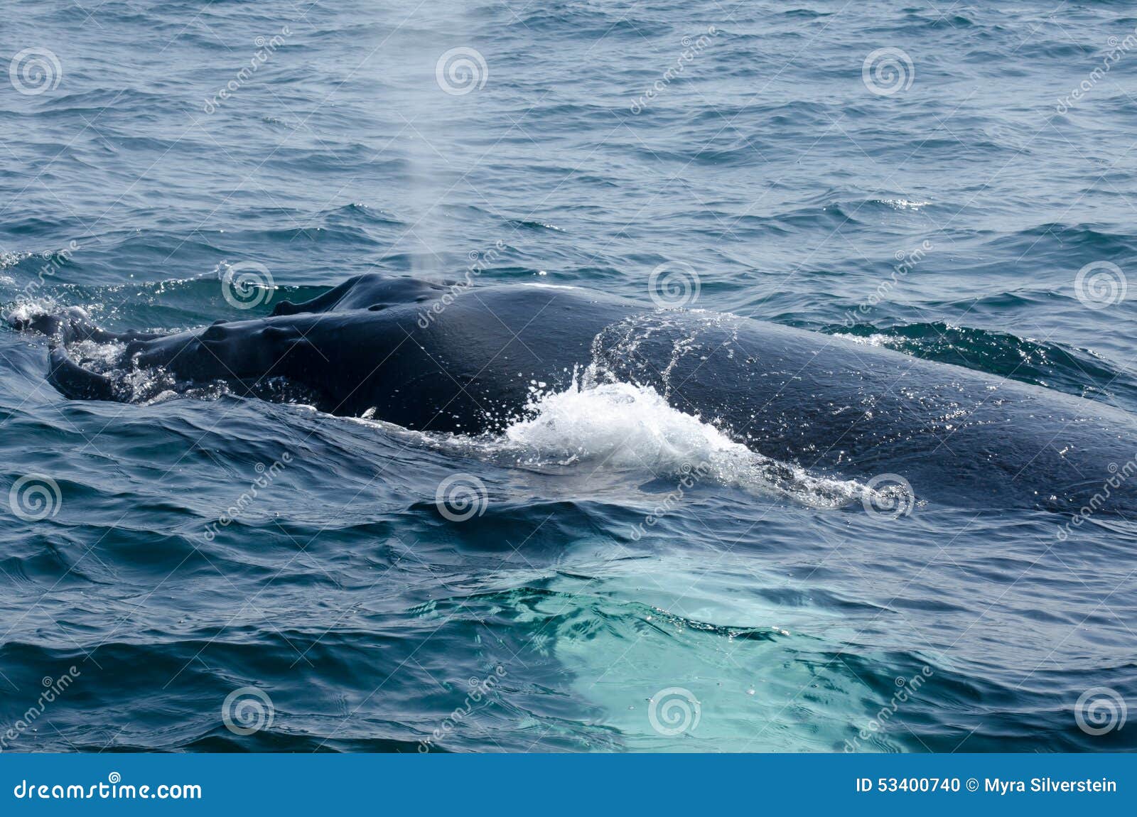 Humpback whale spouting stock photo. Image of surface - 53400740