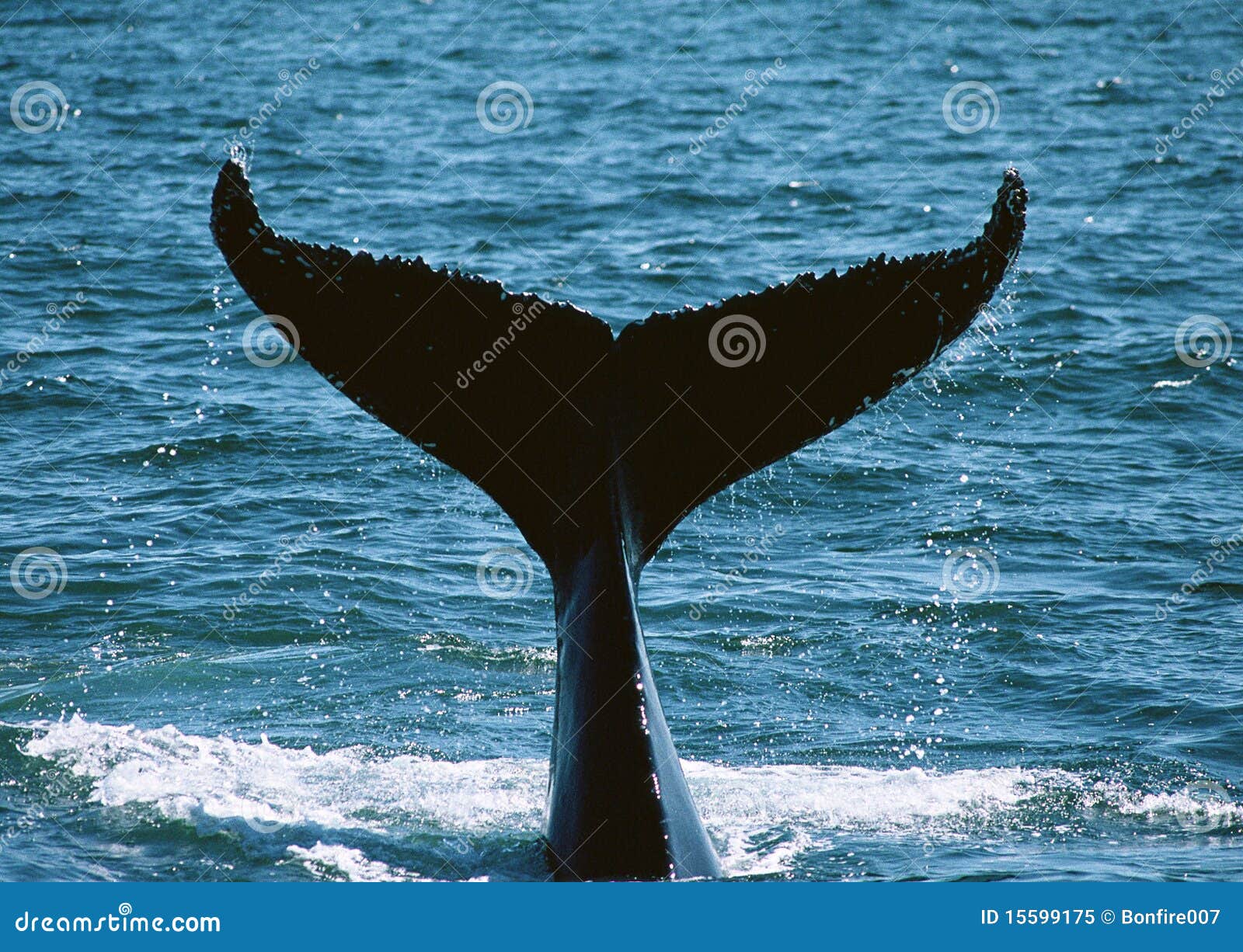 Whale tail stock image. Image of marine, biodiversity - 15599175
