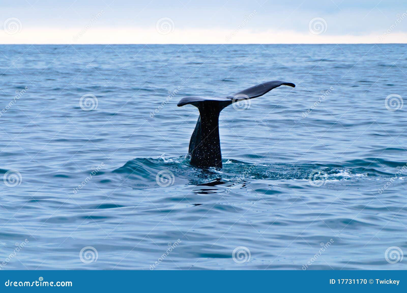 Whale Tail stock photo. Image of life, whale, huge, water - 17731170