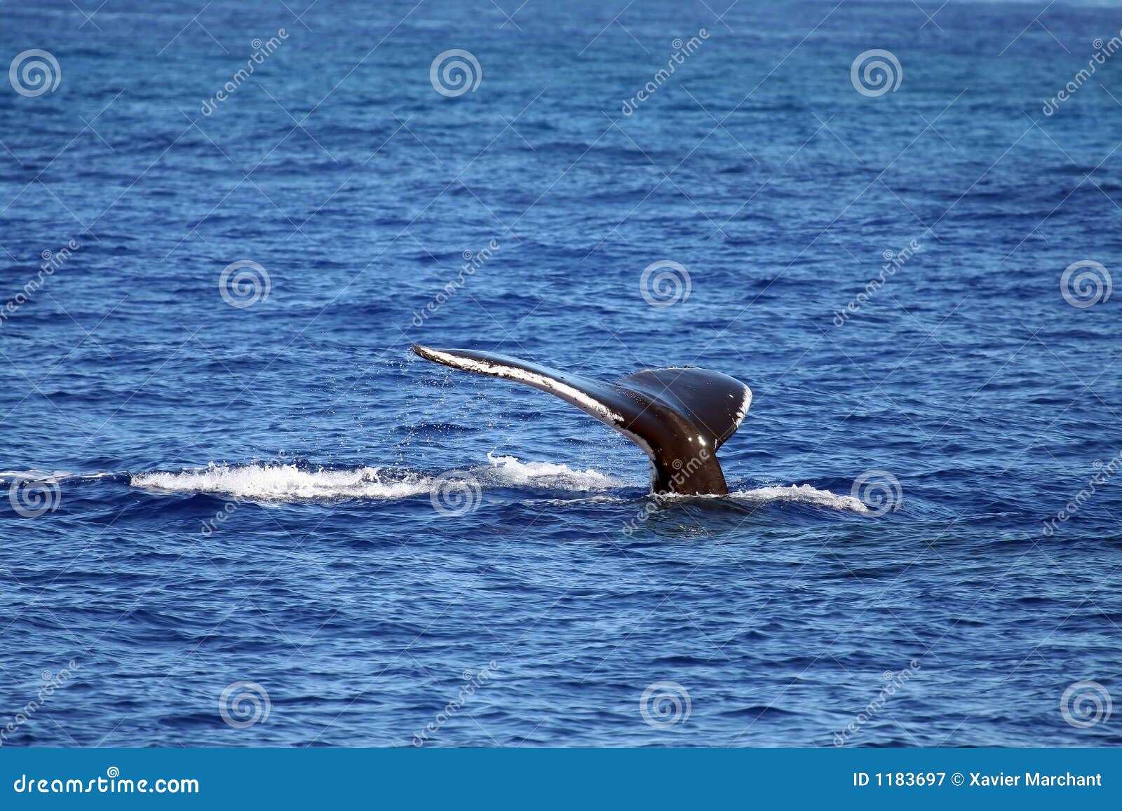 Tail Of Diving Humpback Whale, Cabo San Lucas Stock Photography ...