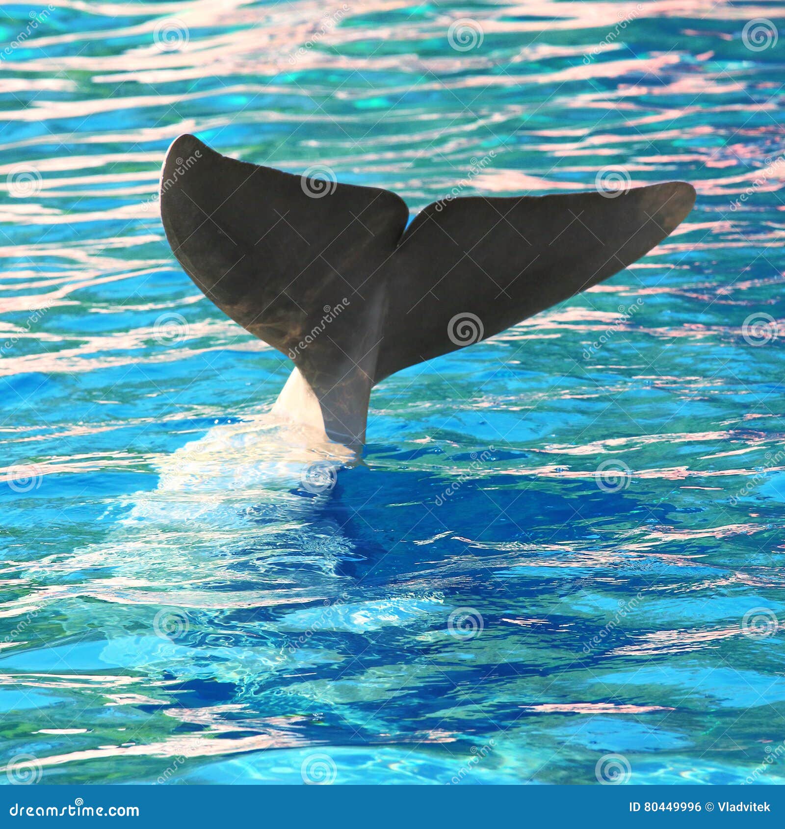 Whale tail diving. stock photo. Image of africa, flipper - 80449996