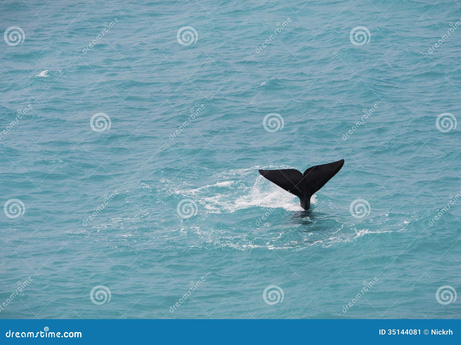 Whale Tail stock image. Image of life, megatera, nature - 35144081