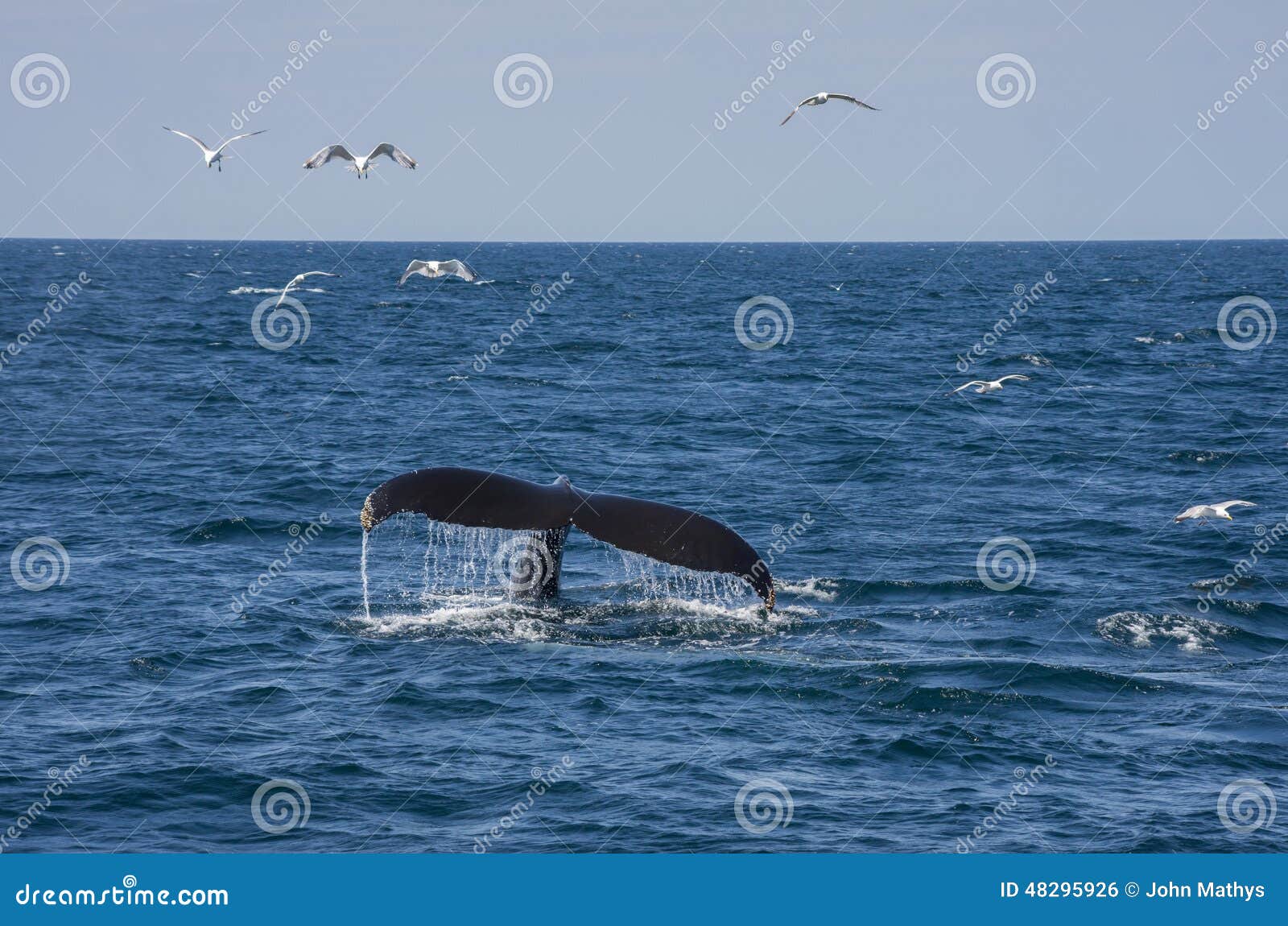 Whale tail and seagulls stock photo. Image of dripping - 48295926