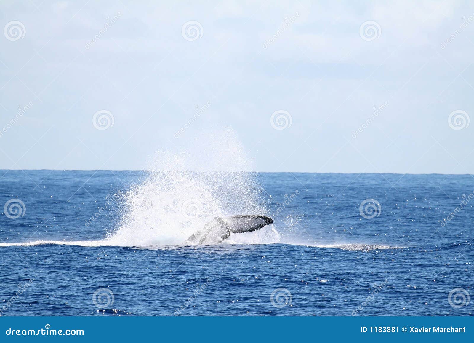 Whale tail splash stock image. Image of wave, jump, trail - 1183881