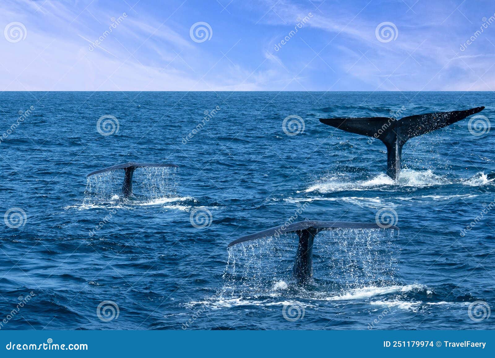 Whale Tails in Ocean Water, Sri Lanka Stock Photo - Image of beautiful ...
