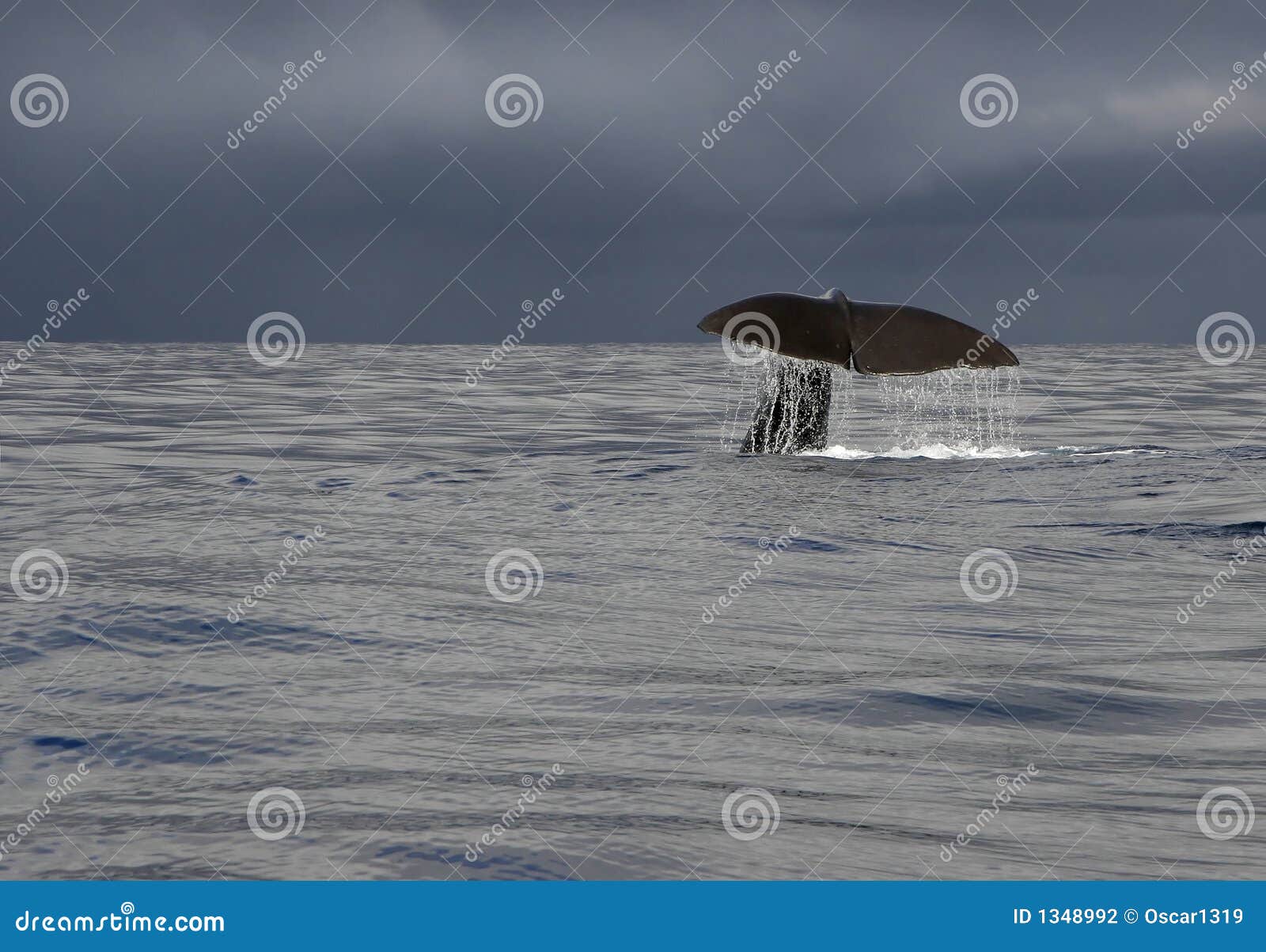 Whale tale stock photo. Image of breach, tail, banks, nature - 1348992