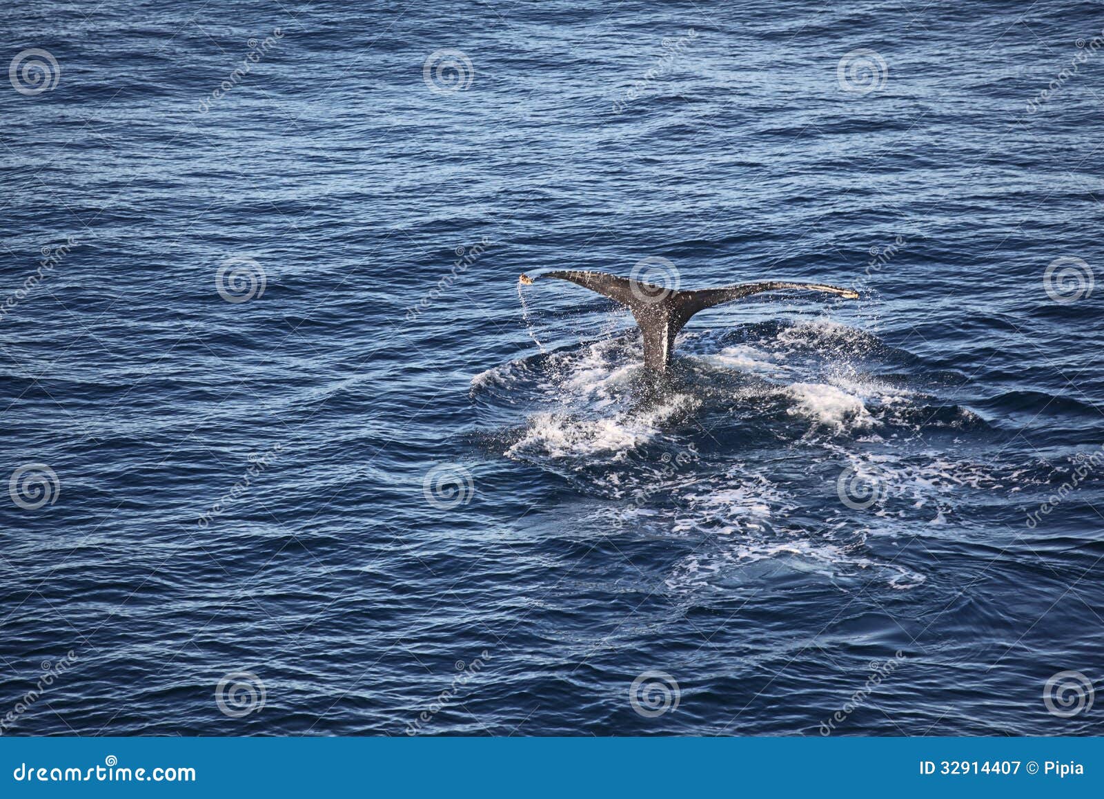 A whale tale stock image. Image of whale, life, tale - 32914407