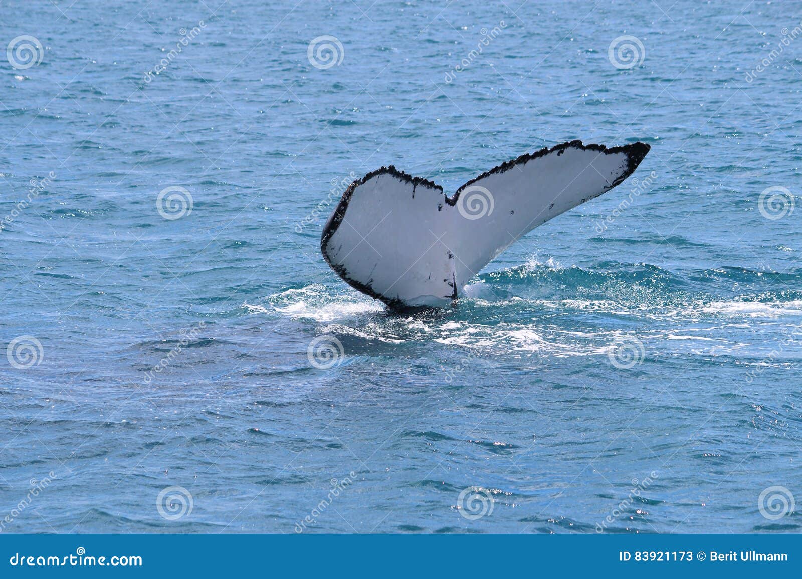 Whale tale stock image. Image of marine, australia, tale - 83921173