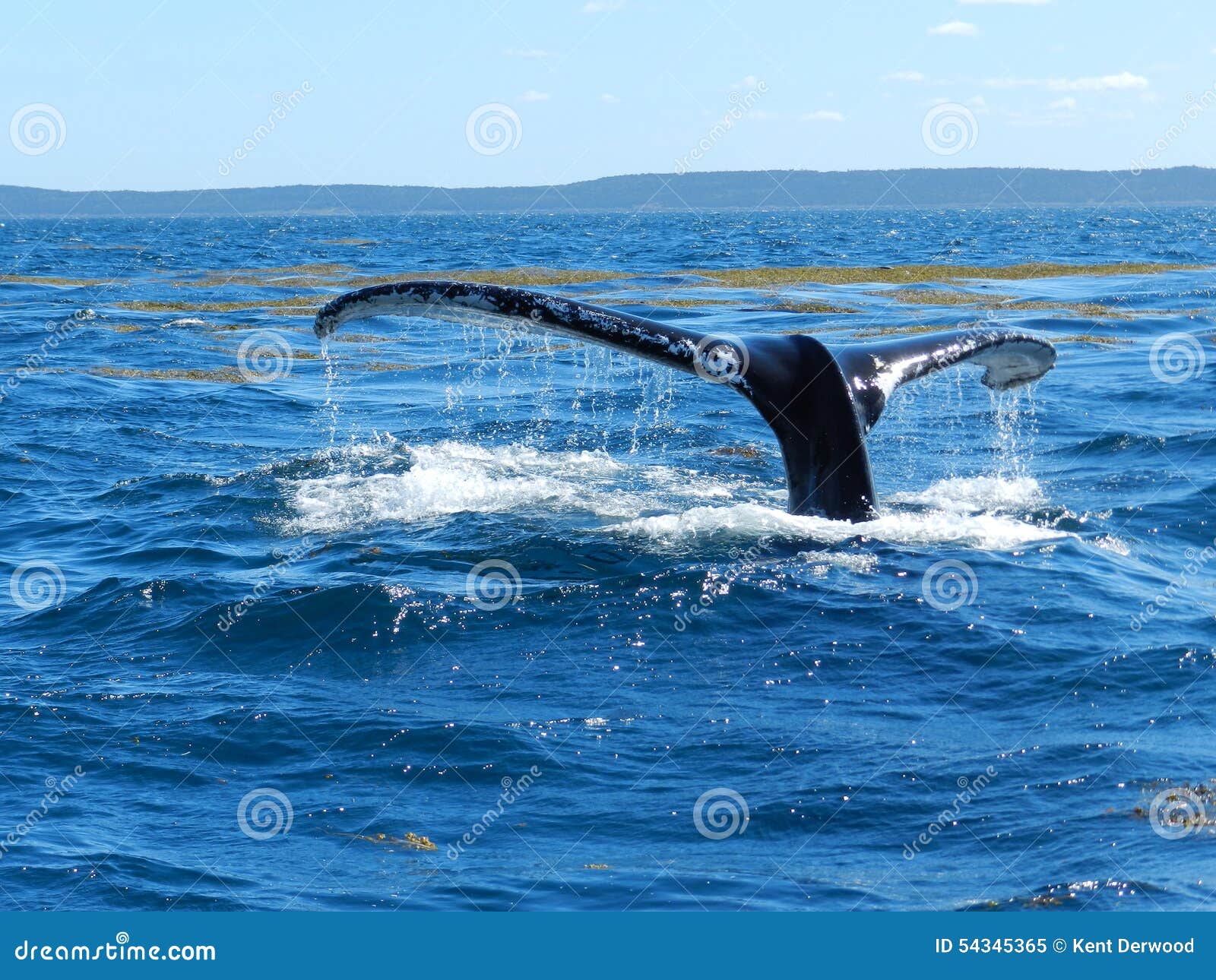 Whale of a Tale stock image. Image of northern, whale - 54345365