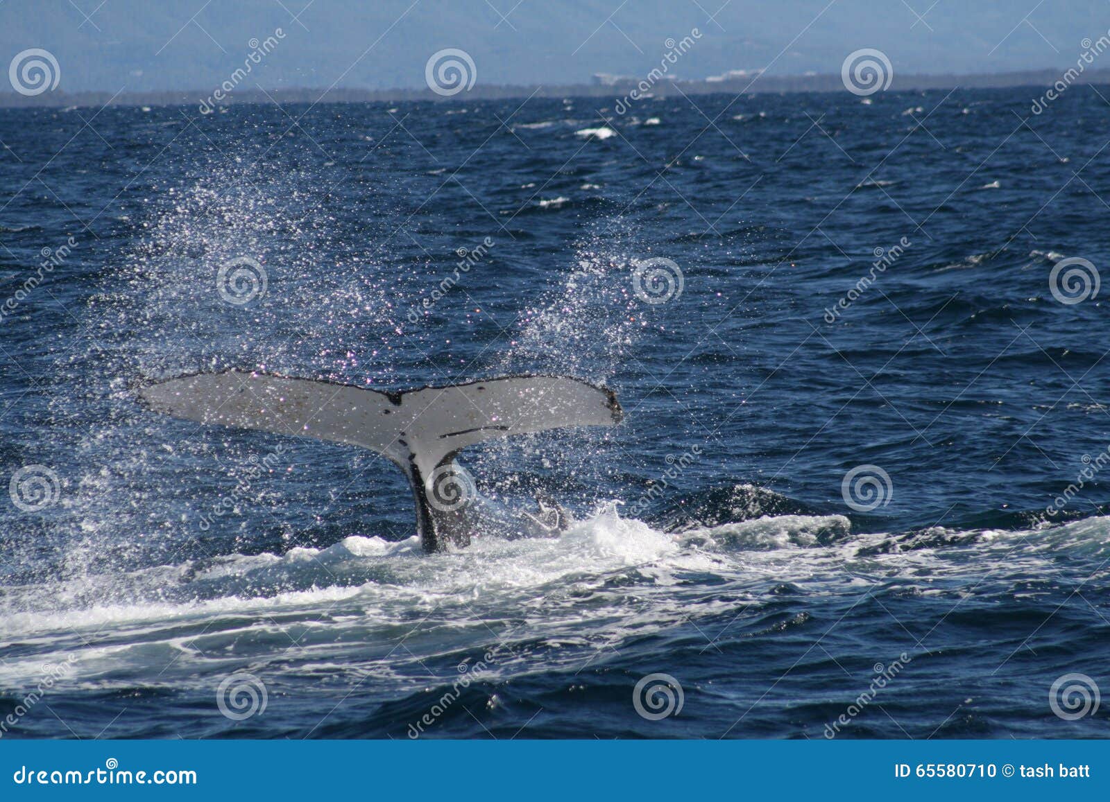 Whale Tale stock photo. Image of descend, deep, waters - 65580710