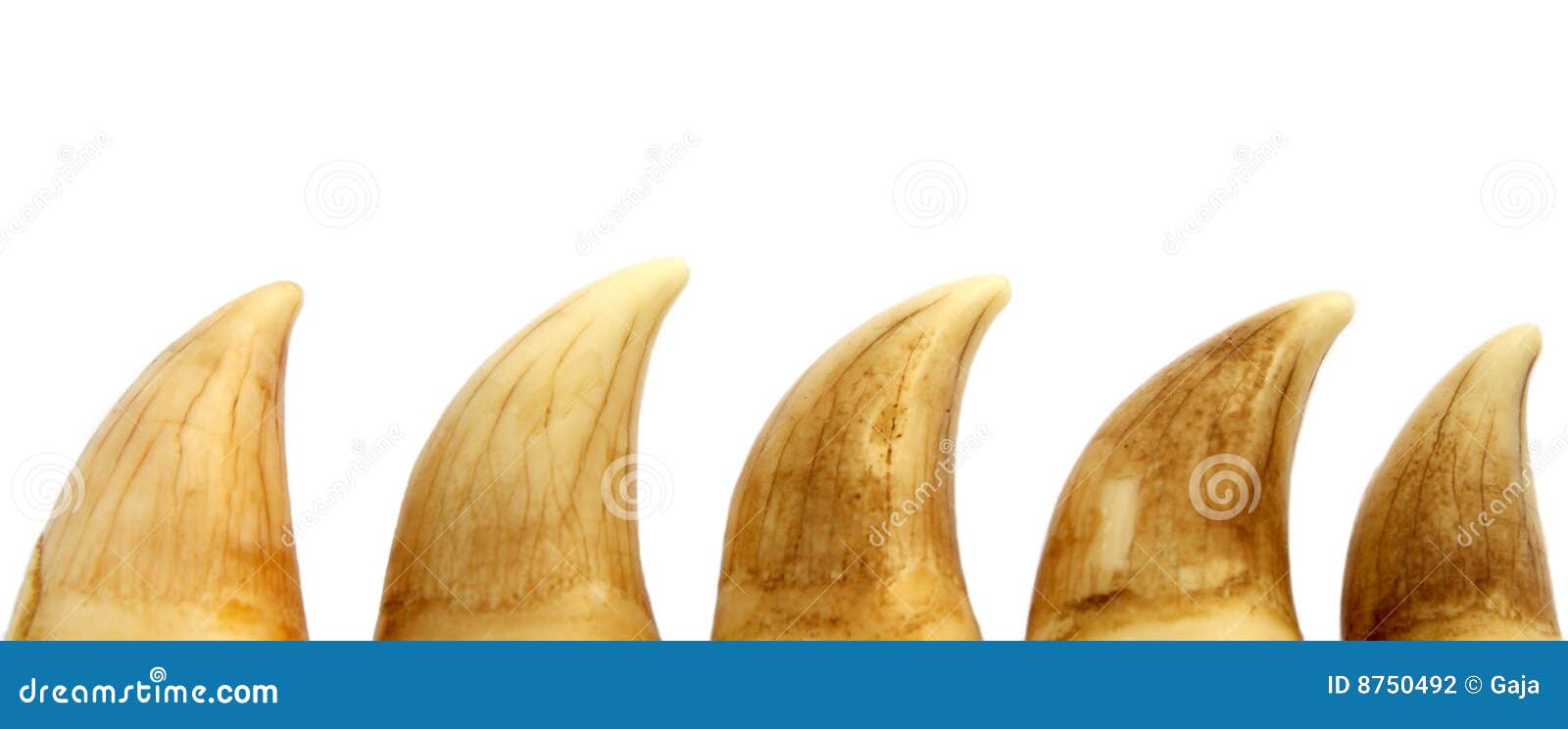 Whale teeth stock photo. Image of teeth, white, marine - 8750492