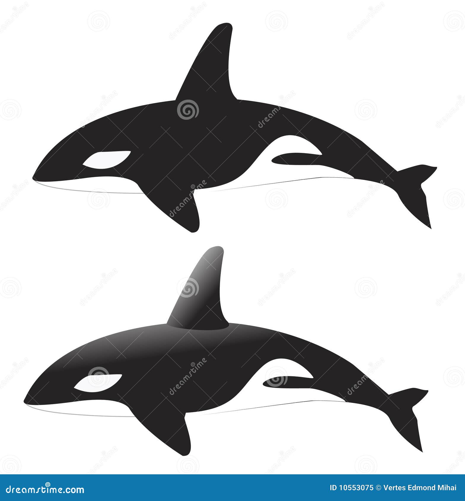 Whale Vector stock vector. Illustration of whale, swim - 10553075