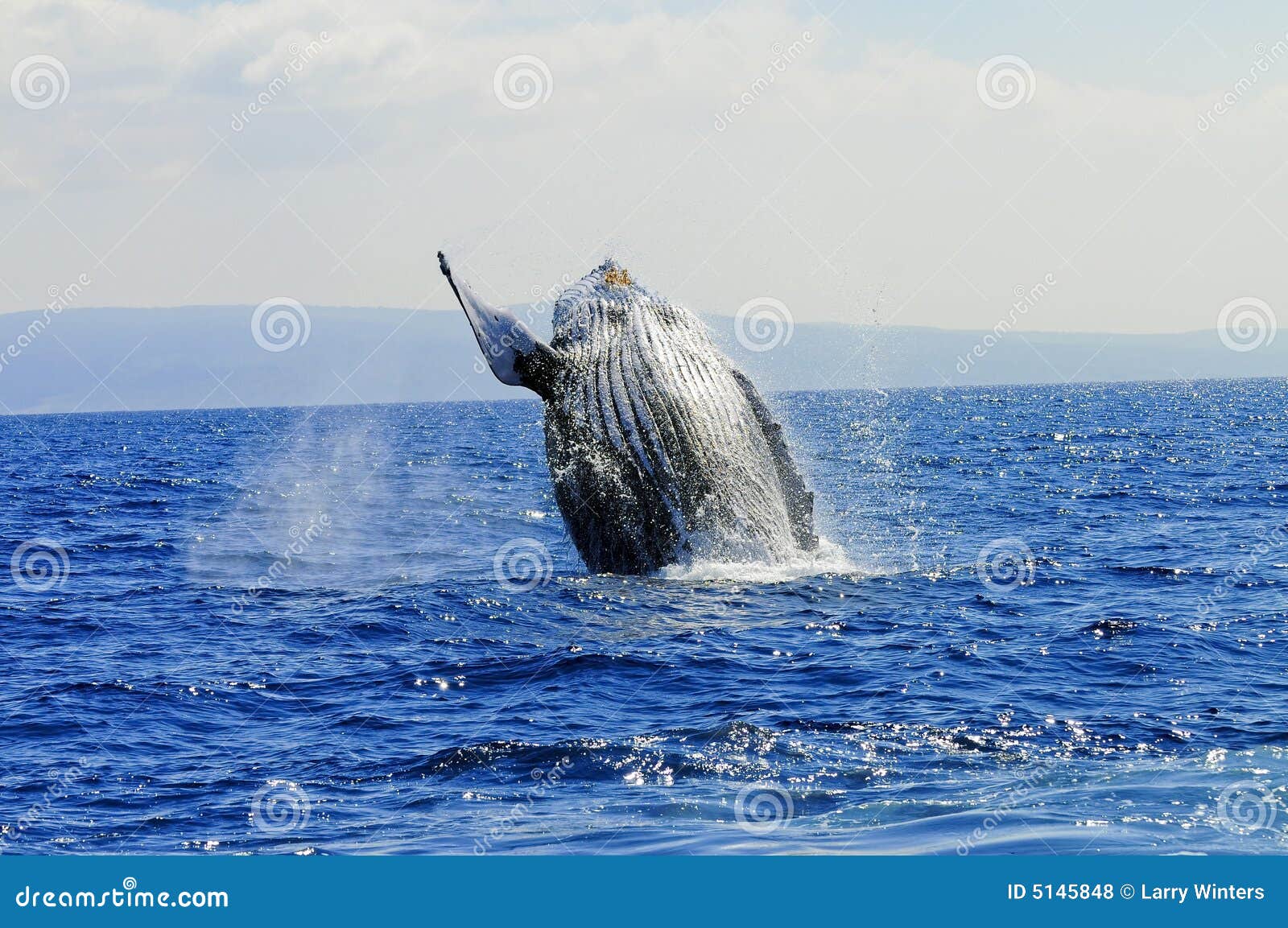 Whale Watching Tour. Wild Blue Whale Swims In Indian Ocean. Wildlife ...