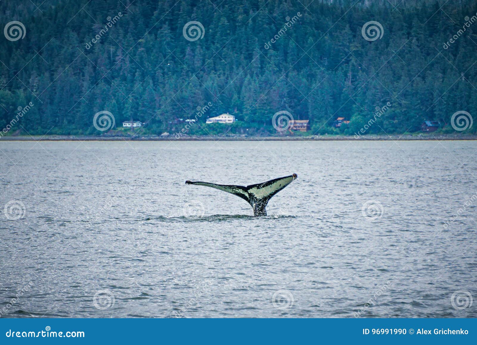 Whale Watching on Favorite Channel Alaska Stock Photo - Image of ...