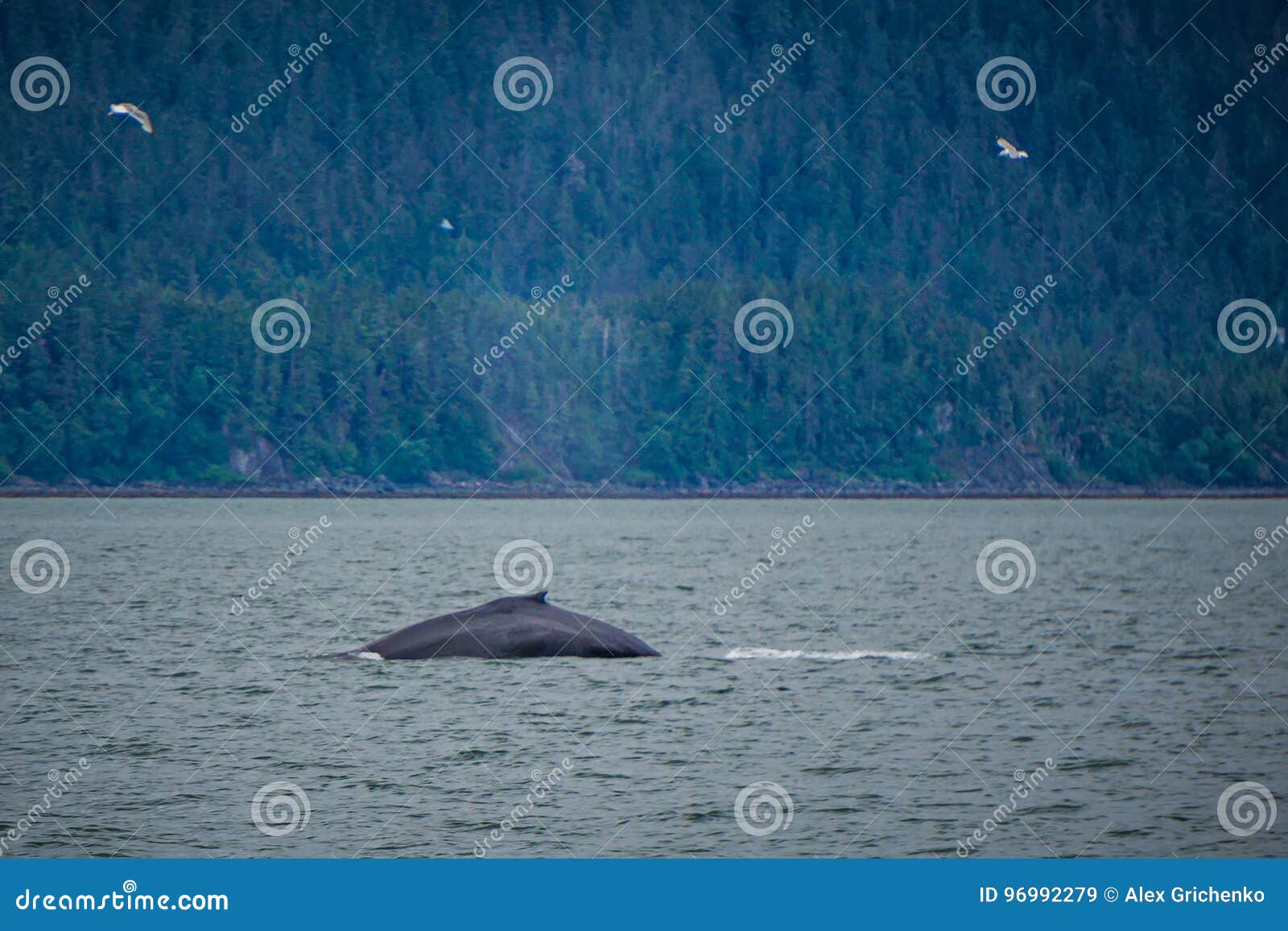 Whale Watching on Favorite Channel Alaska Stock Image - Image of ...