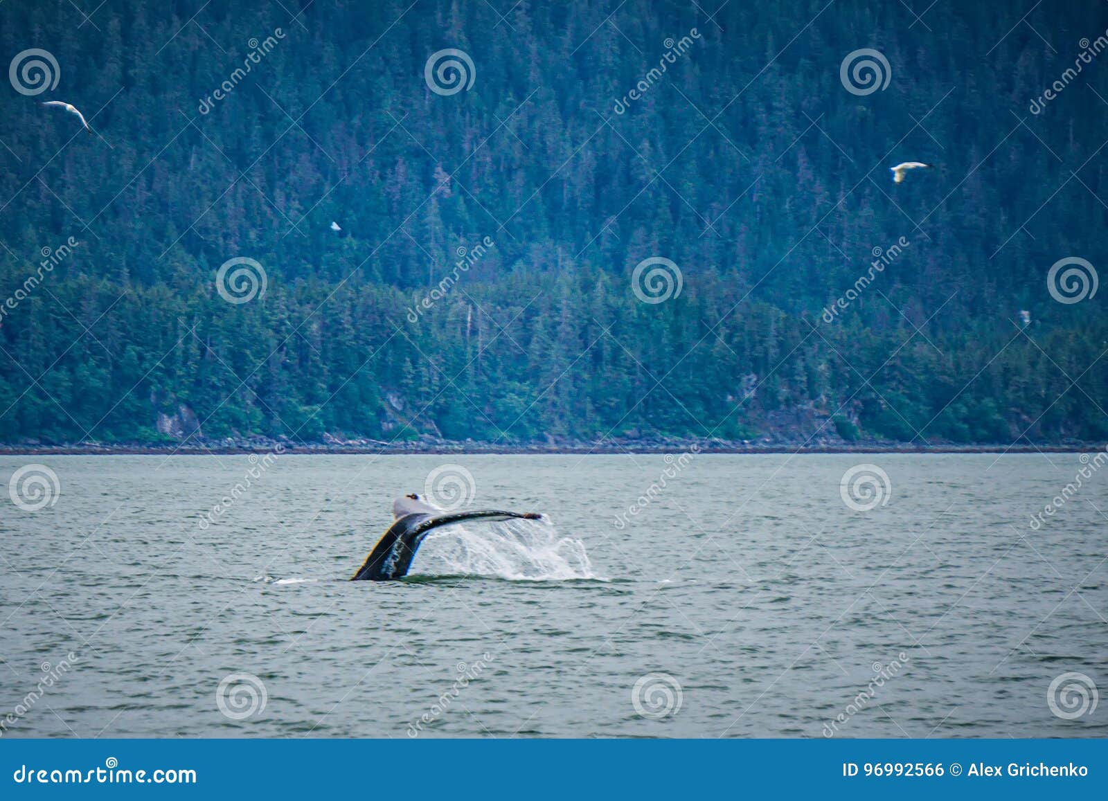 Whale Watching on Favorite Channel Alaska Stock Photo - Image of alaska ...
