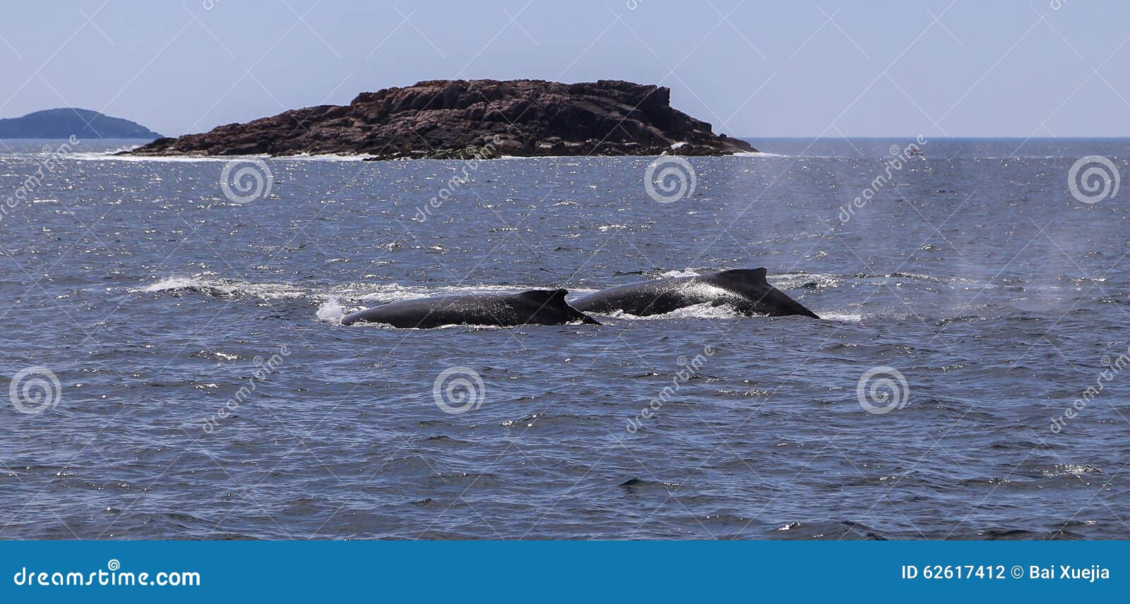 Whale Watching in Port Stephens, Australia Stock Photo - Image of ...