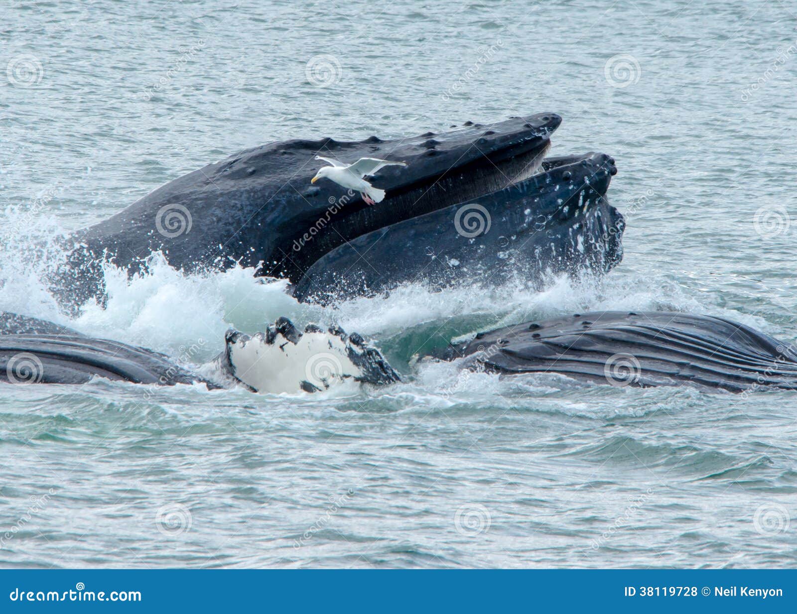 Whales bubble net feeding stock photo. Image of feeding - 38119728
